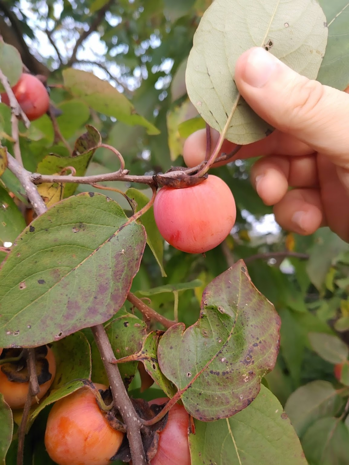 Hershey Trees - Restore Our Roots